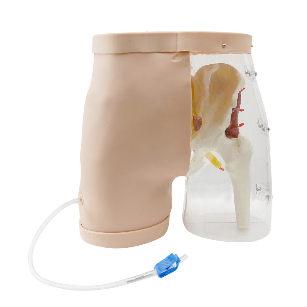 Transparent Buttock Intramuscular Injection Simulator - SIM-MOD