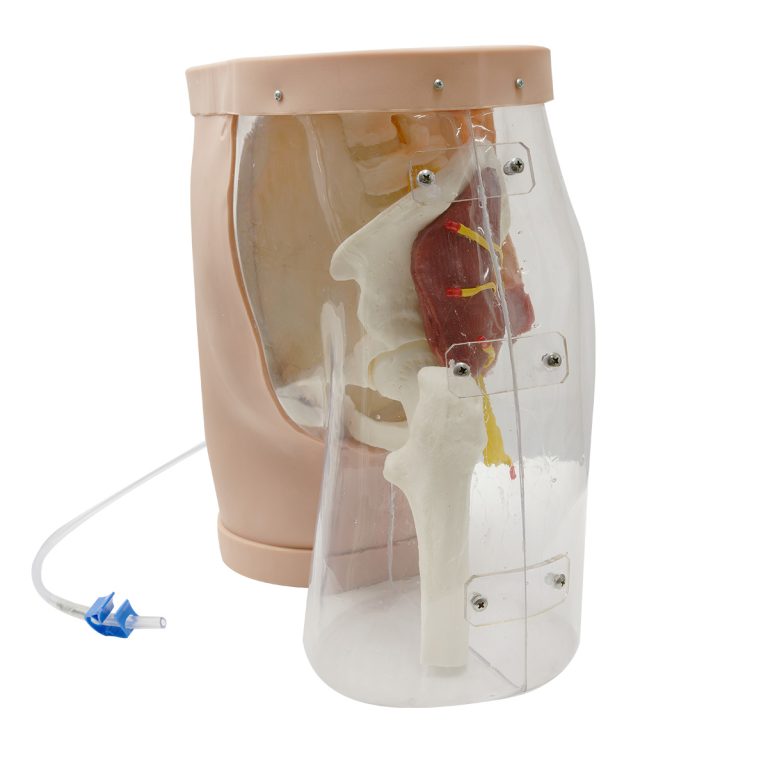 Transparent Buttock Intramuscular Injection Simulator - SIM-MOD