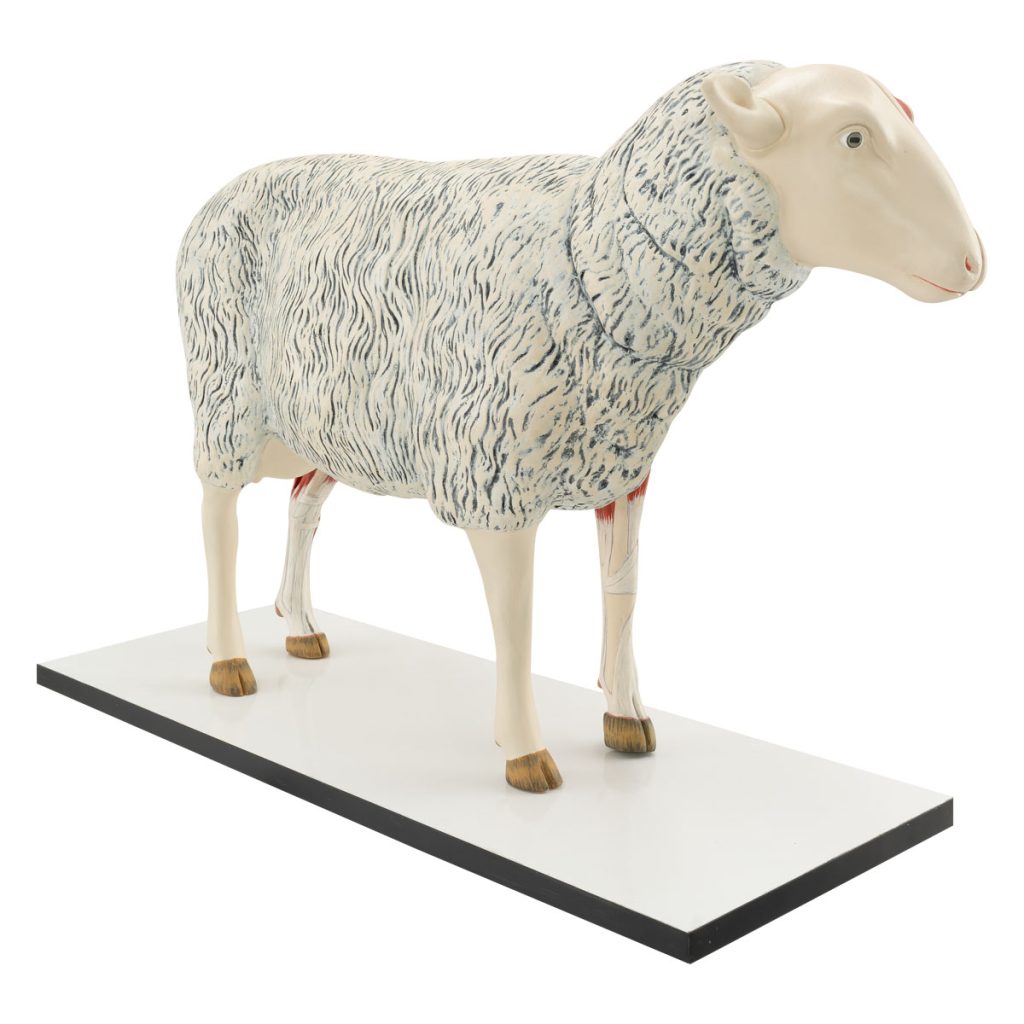 Sheep - SIM-MOD
