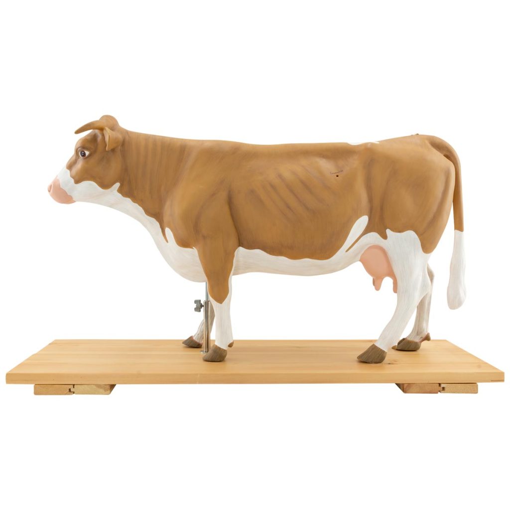 Cow - SIM-MOD