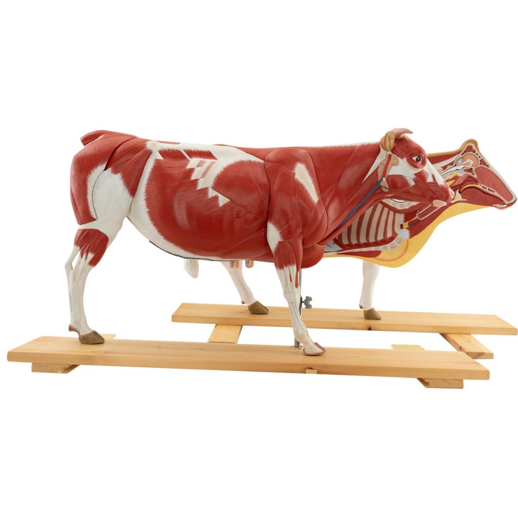 Cow - SIM-MOD