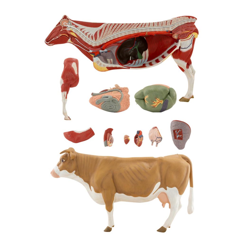 Cow - SIM-MOD