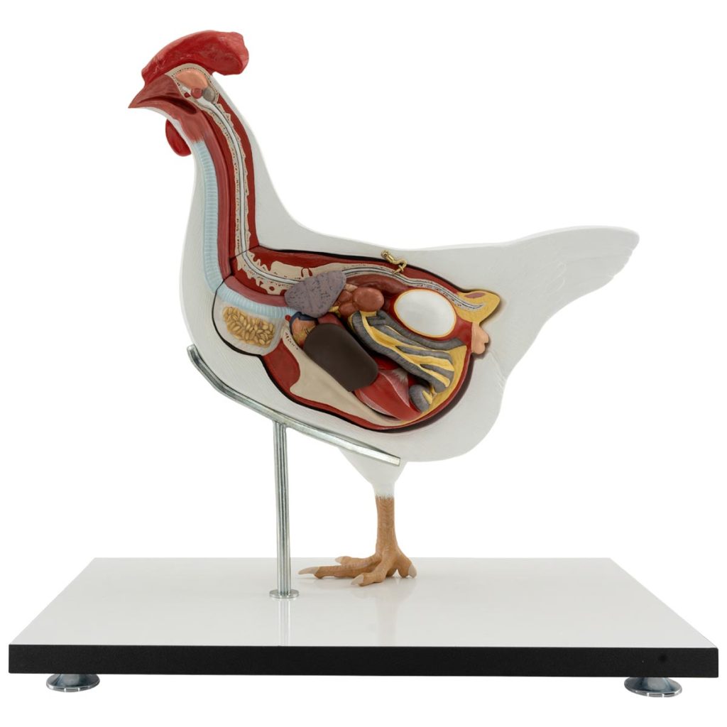 Hen - SIM-MOD