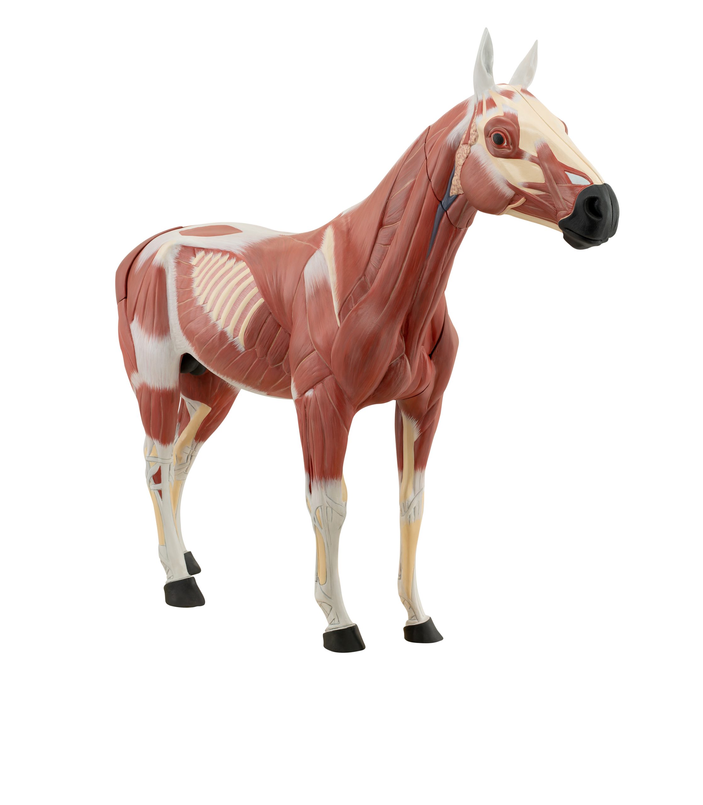 HORSE - SIM-MOD