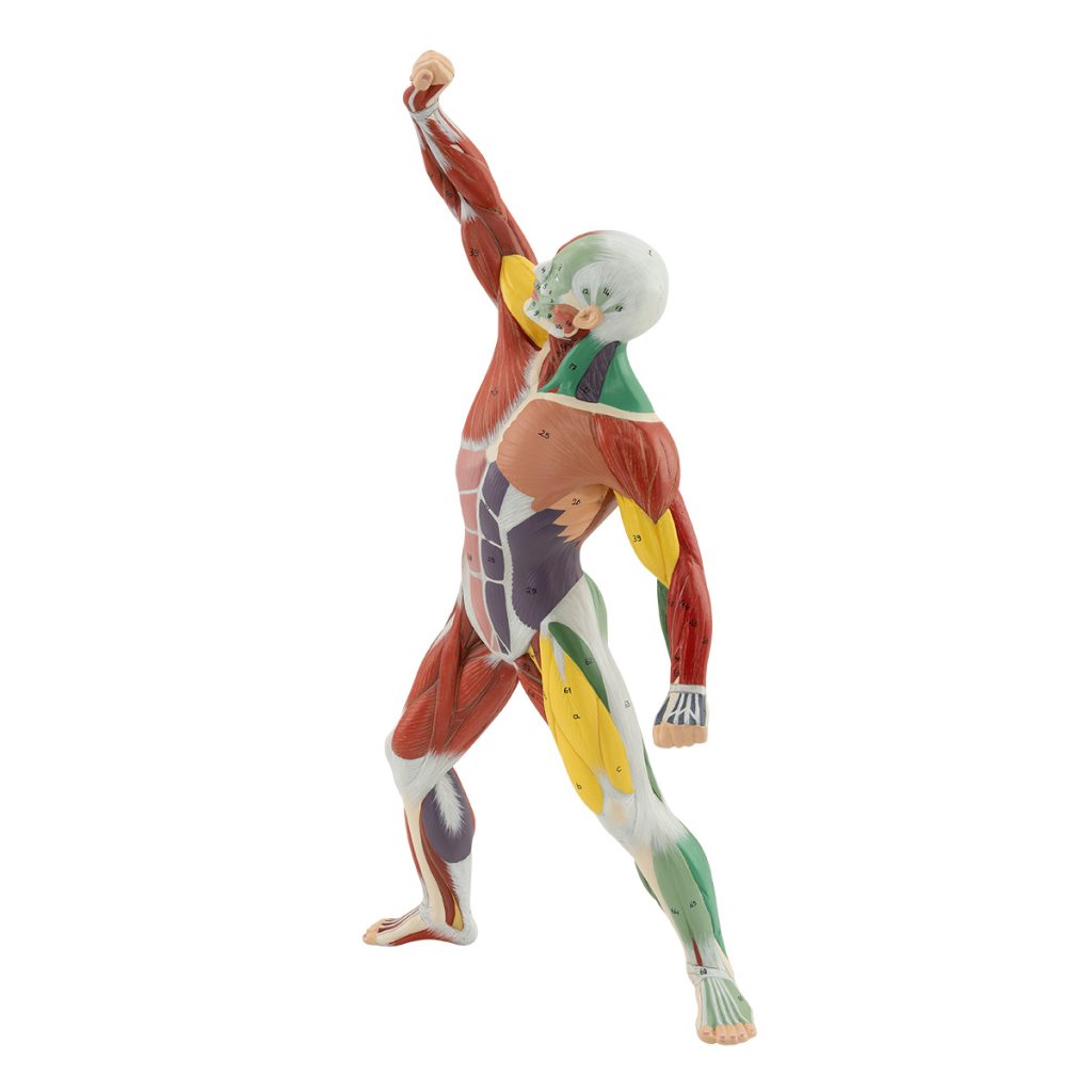 Male Muscle Figure Colored By Motor Innervation - SIM-MOD