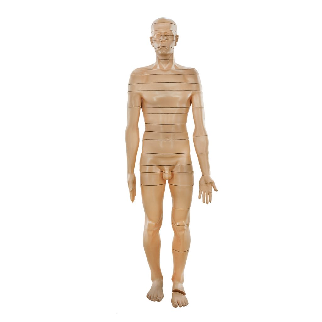 Human Body Cross-Sectıons (Assembled) - Full Body - SIM-MOD