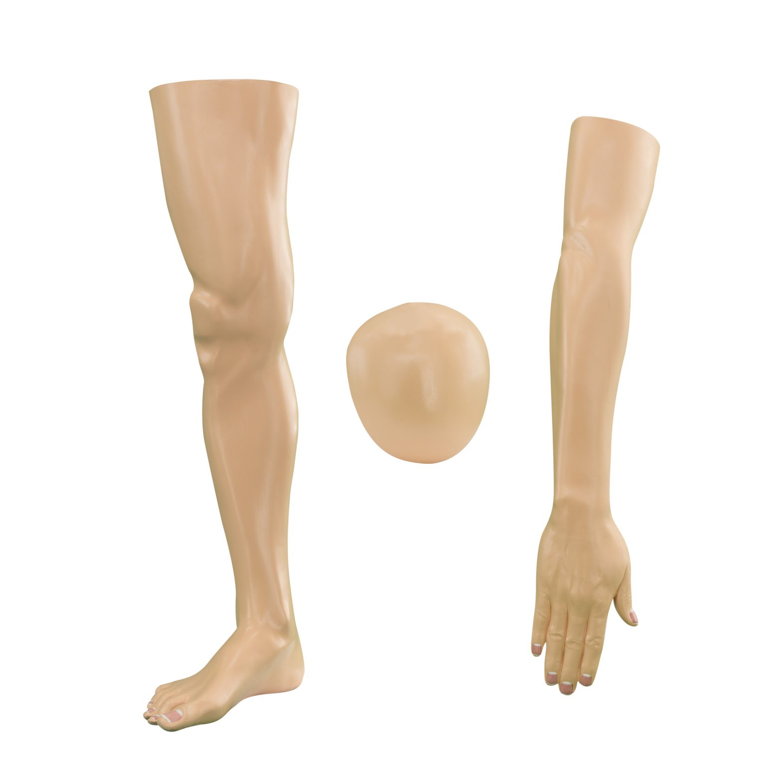 Human Body Cross-Sectıons (Assembled) - Full Body - SIM-MOD