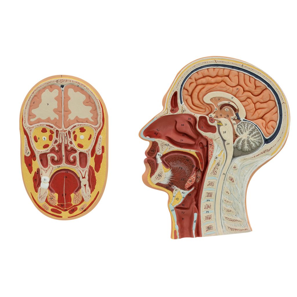 Median and Frontal Section of the Head - SIM-MOD