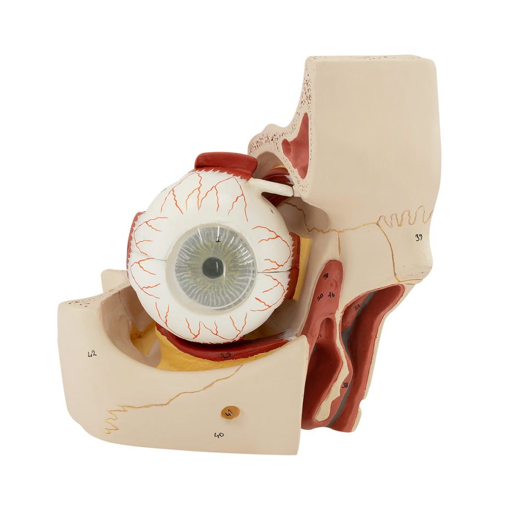 Eyeball With Part Of Orbit (Enlarged 3 Times) - SIM-MOD