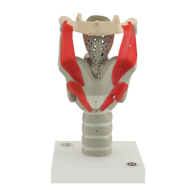 Functional Larynx - SIM-MOD