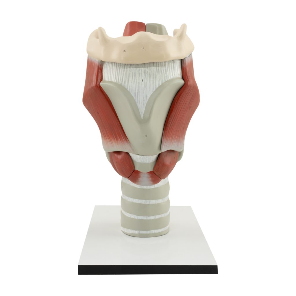 Larynx (Enlarged - 11 Pieces) - SIM-MOD