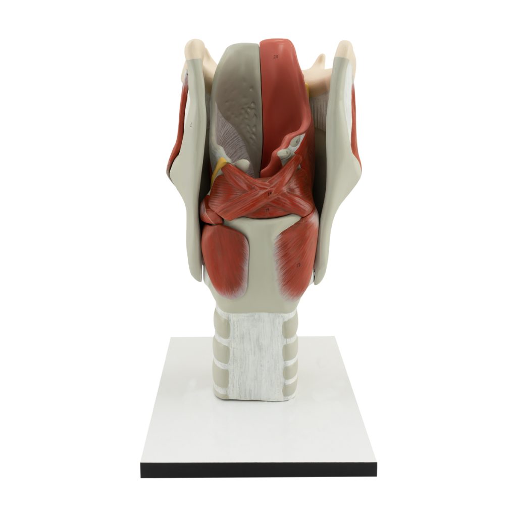 Larynx (Enlarged - 11 Pieces) - SIM-MOD