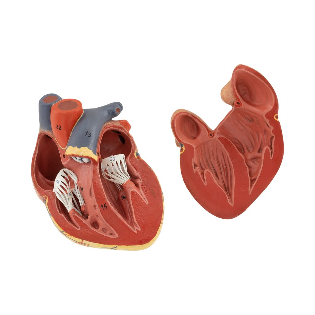 Heart - SIM-MOD