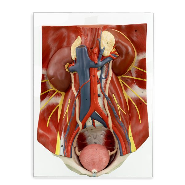 Urinary Organs - SIM-MOD