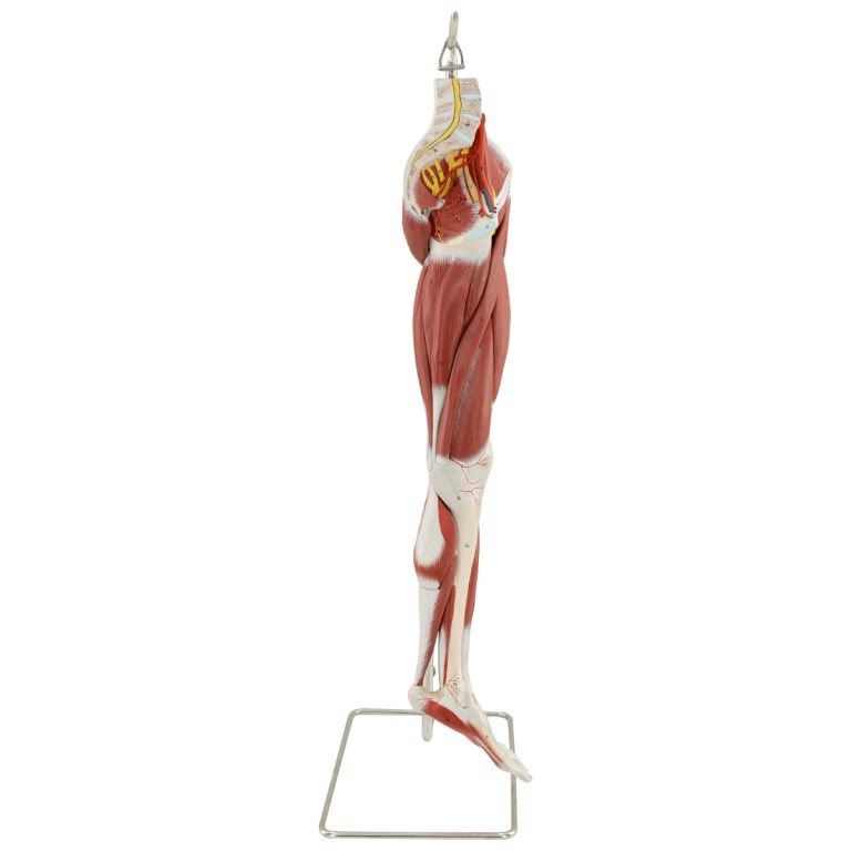 Leg Muscles With Base of Pelvis - SIM-MOD