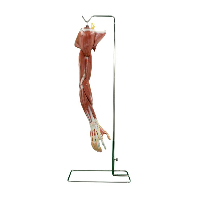 Human Anatomy Models - SIM-MOD