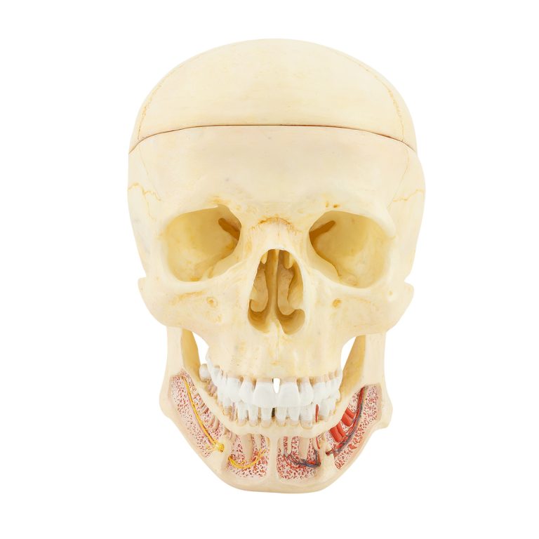 Human Skull - SIM-MOD