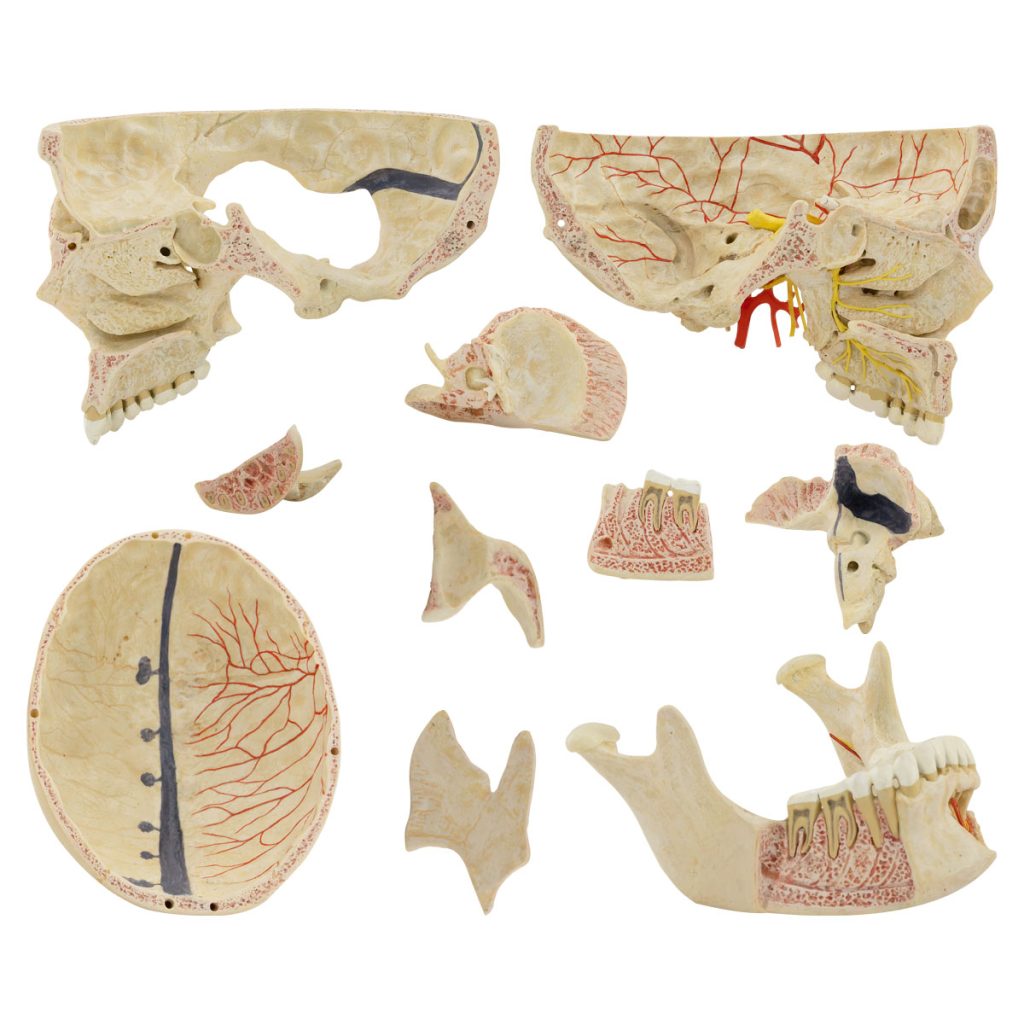 Adult Skull (10 Pieces) - SIM-MOD