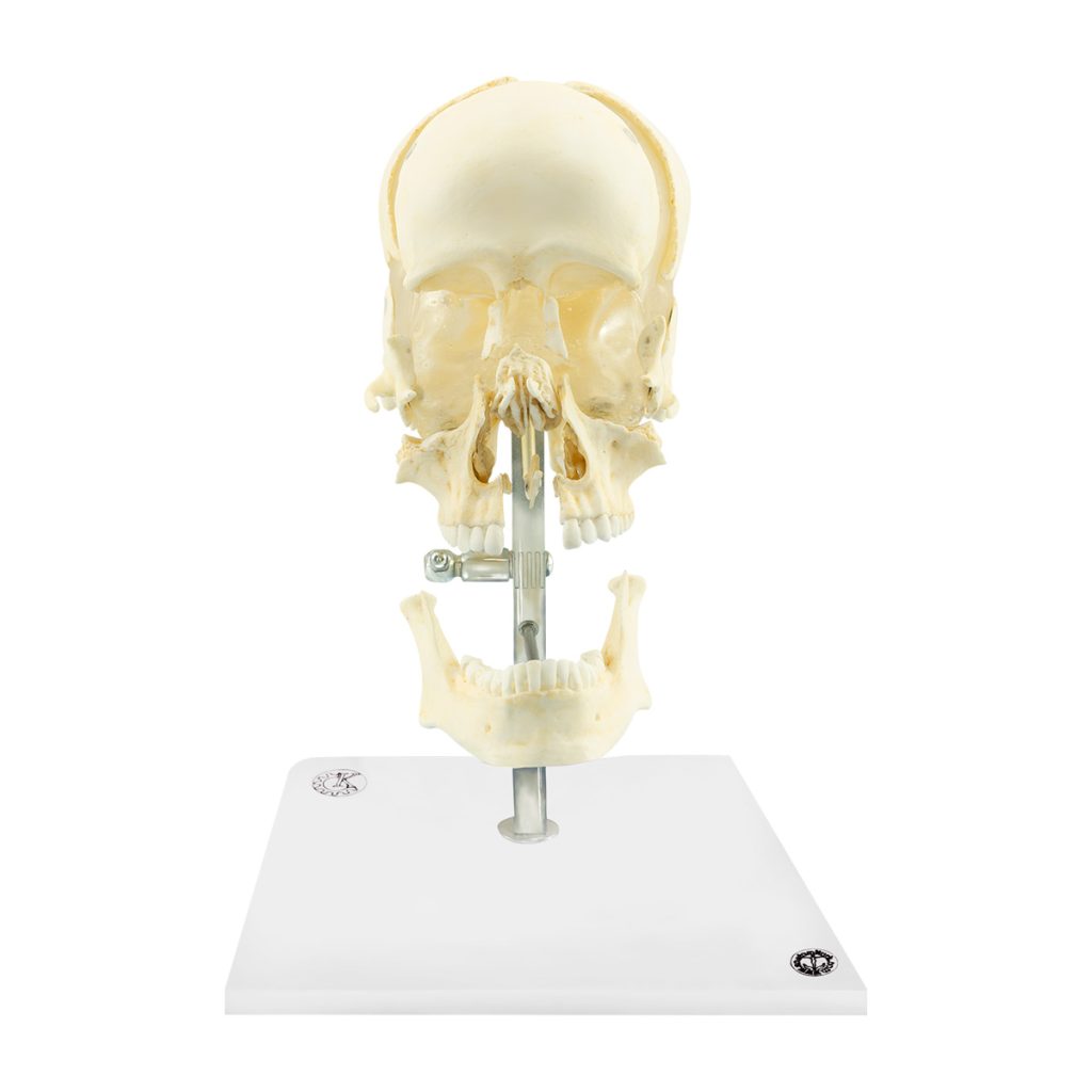 Human Anatomy Models - SIM-MOD