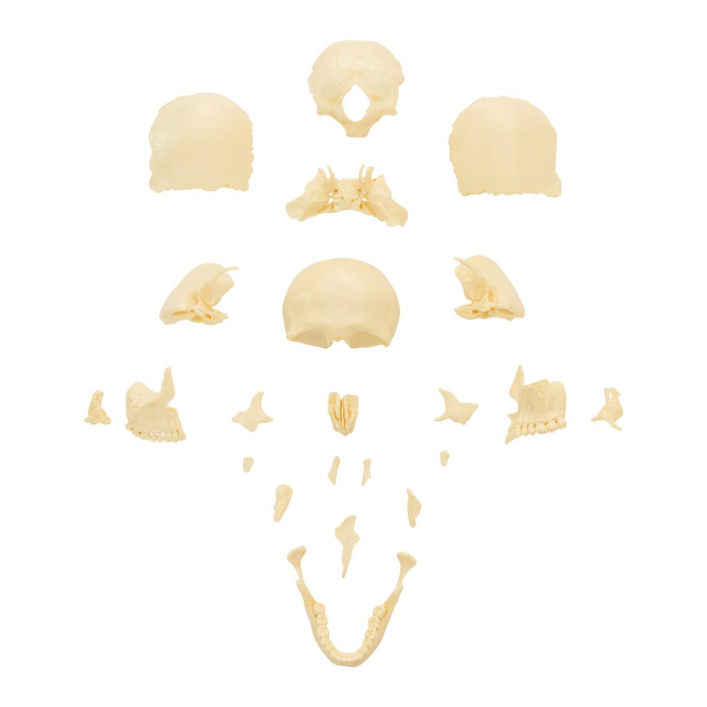Human Anatomy Models - SIM-MOD