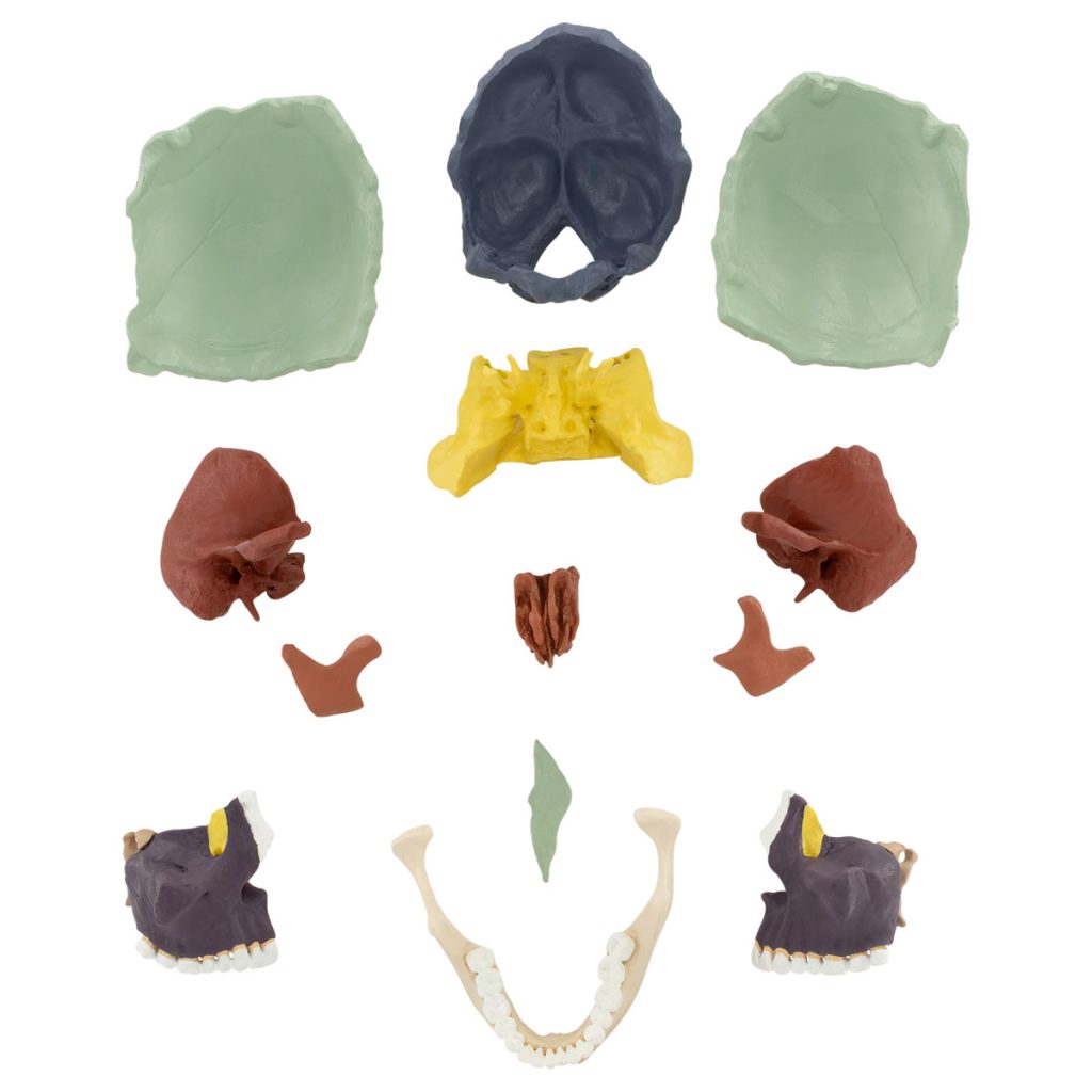 Human Skull (14 Pieces-Colored) - SIM-MOD