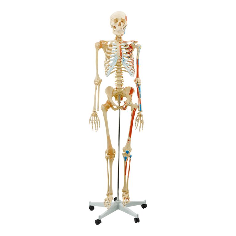 Human Skeleton (Male) - SIM-MOD