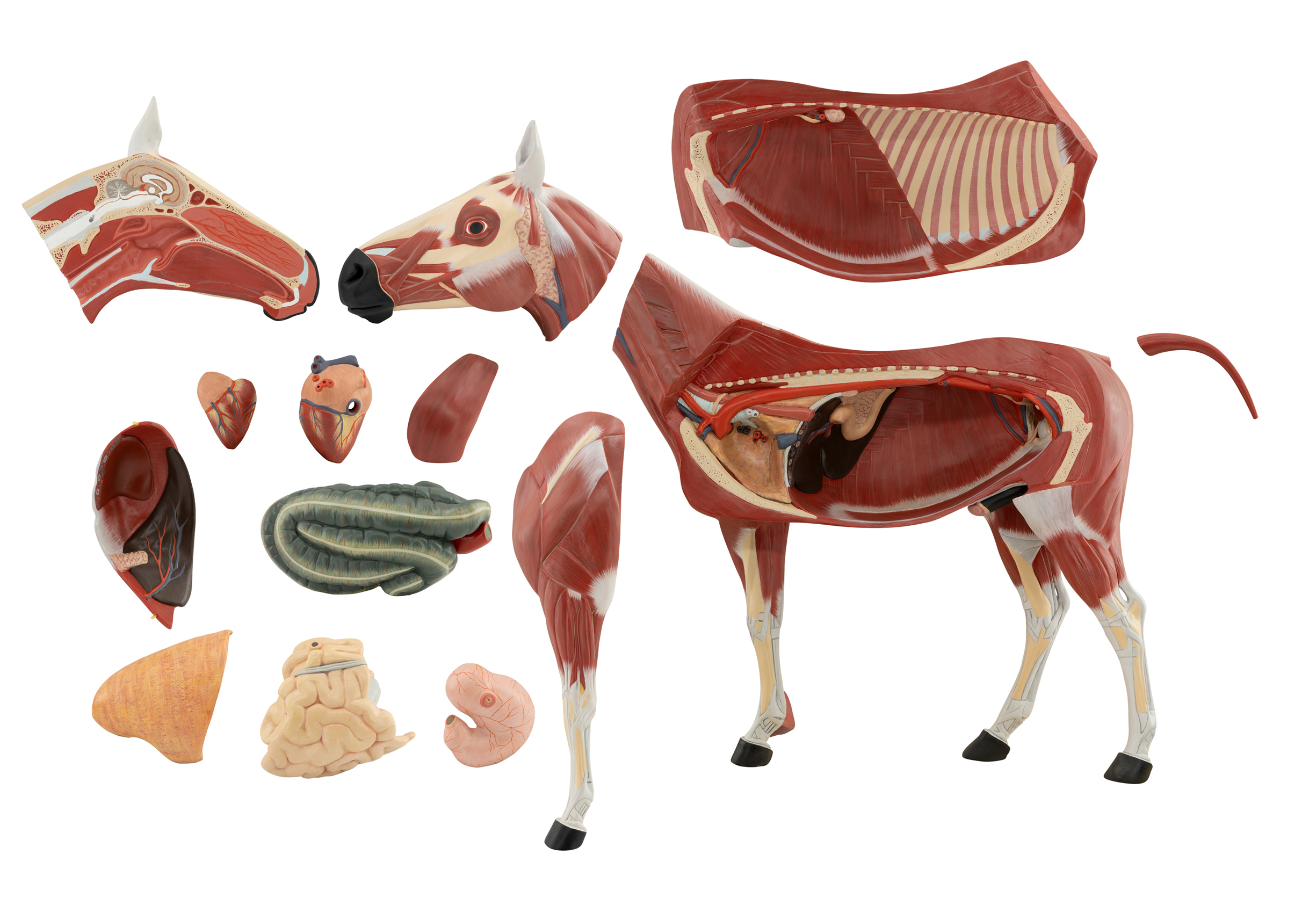 HORSE - SIM-MOD
