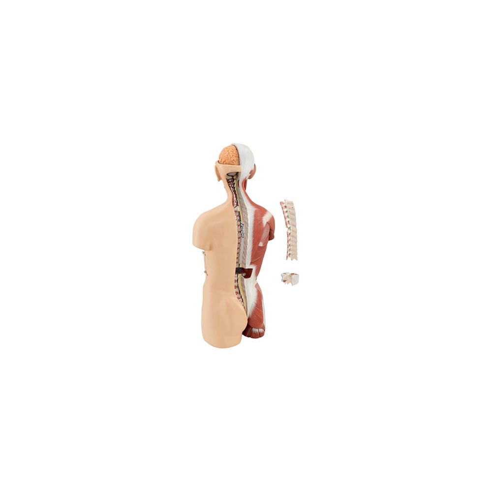 MUSCULAR TORSO WITH HEAD AND OPEN BACK (32 PIECES) - SIM-MOD
