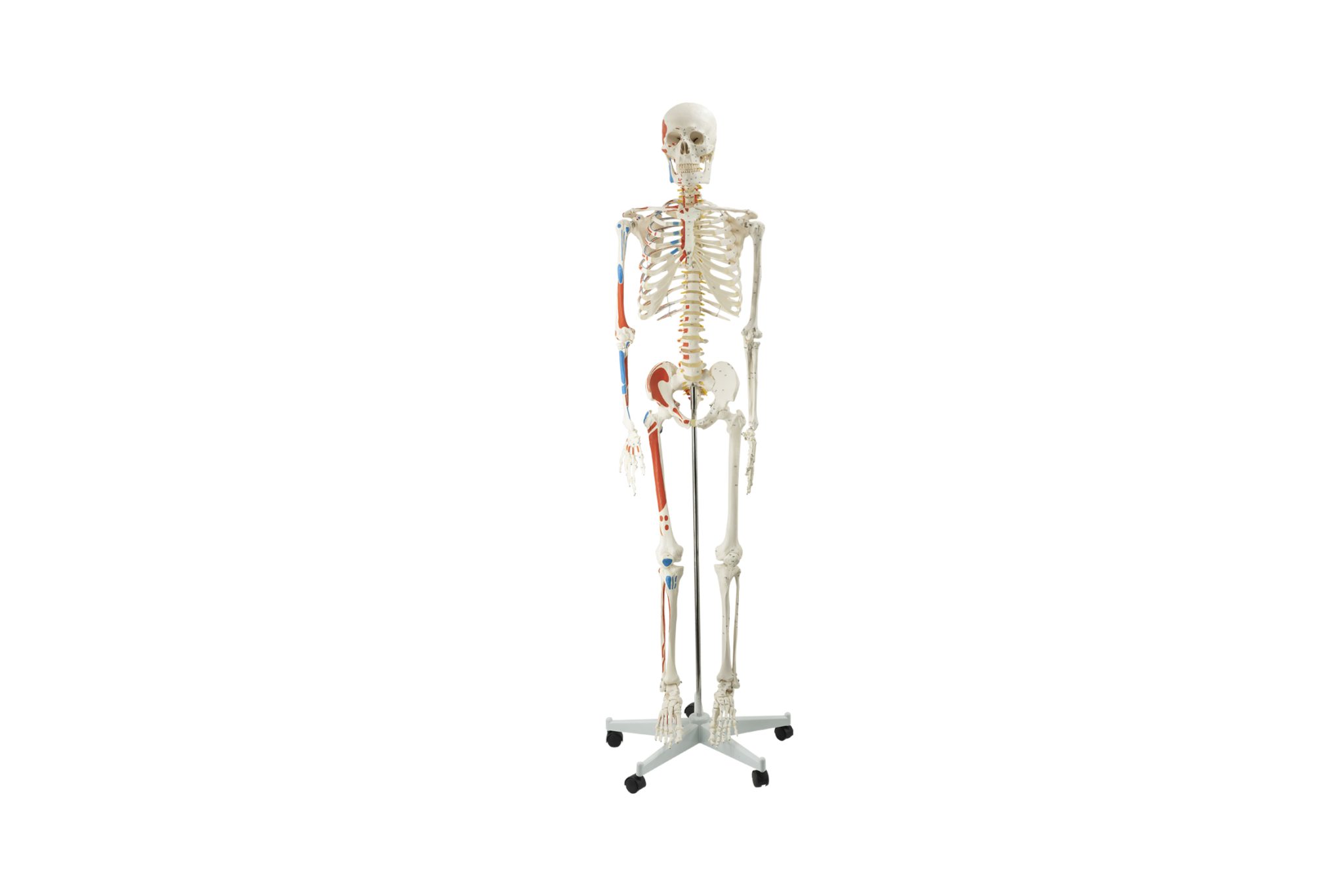Male Human Skeleton - SIM-MOD