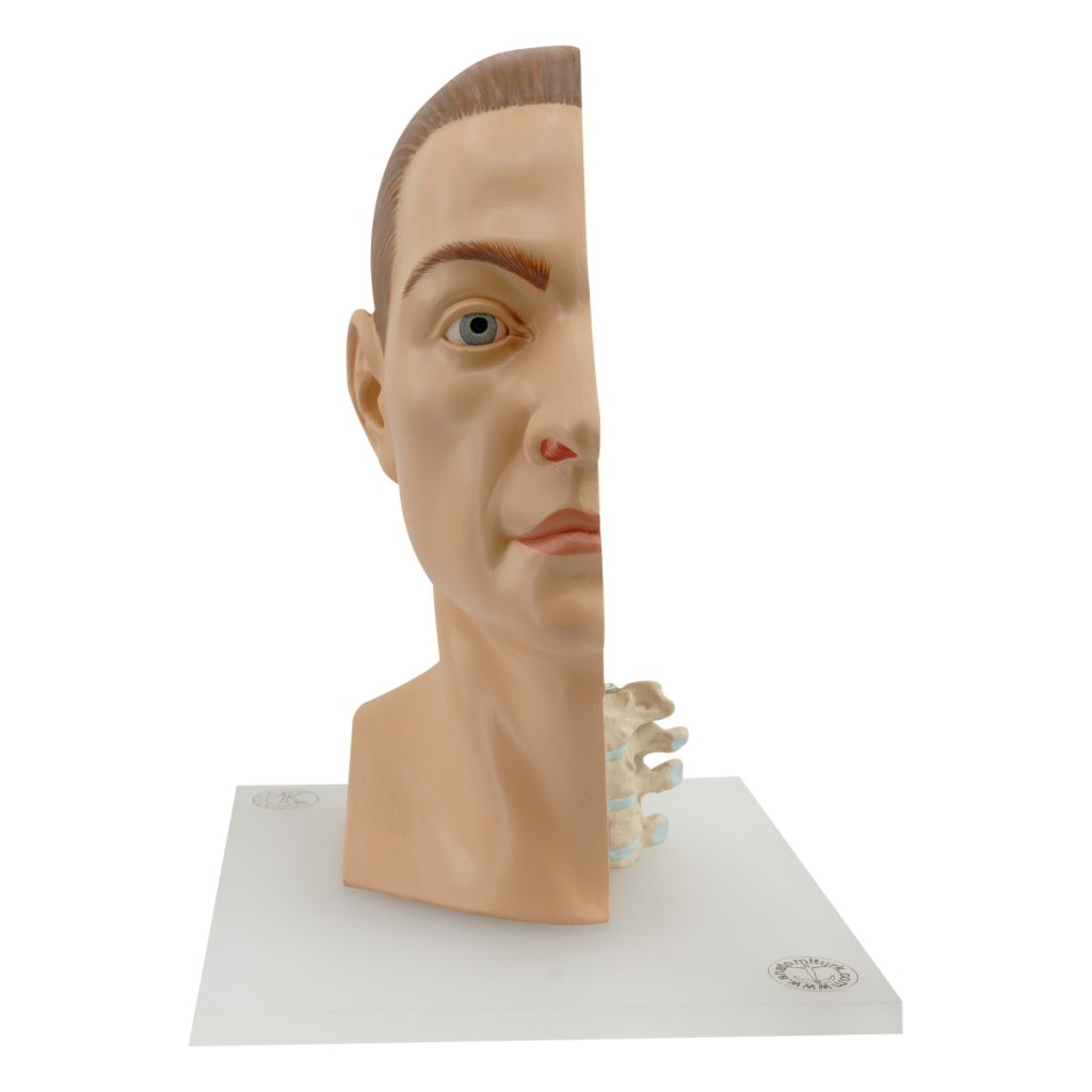 Median Section Head Model - SIM-MOD