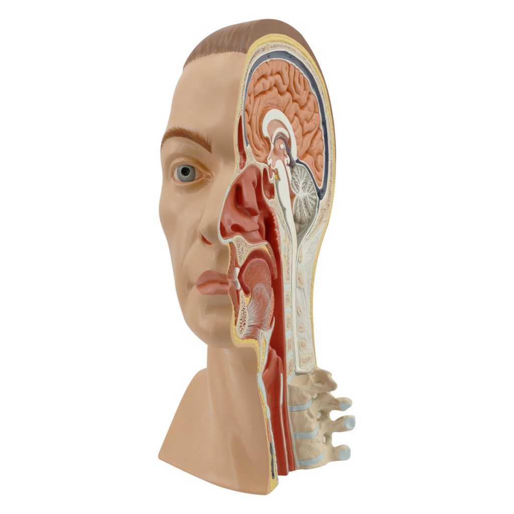Median Section Head Model - SIM-MOD