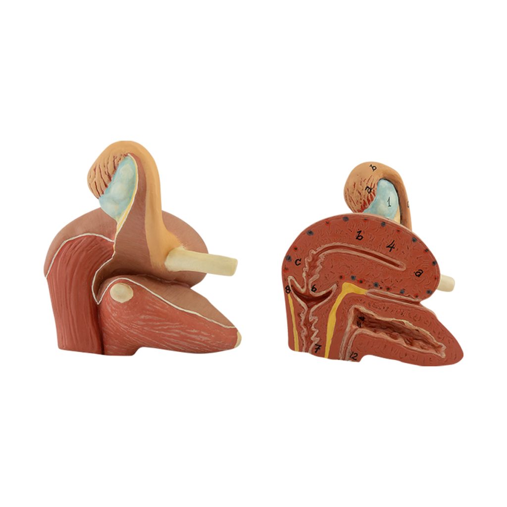 Female Internal Genital Organs - SIM-MOD