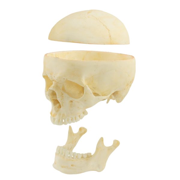 Human Skull - SIM-MOD