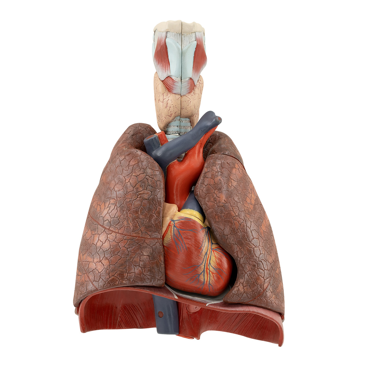 Topography Of Intra-Thoracic Organs - SIM-MOD