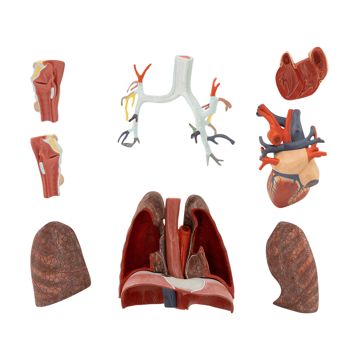 Topography Of Intra-Thoracic Organs - SIM-MOD