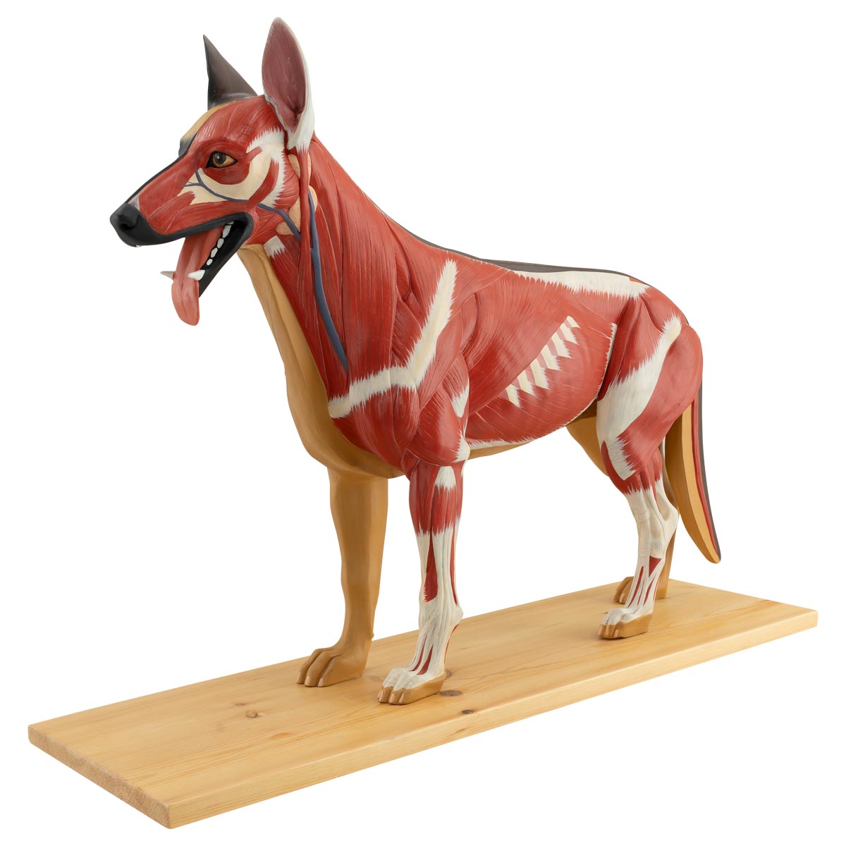 Sheepdog Model – Educational Anatomical Dog Model